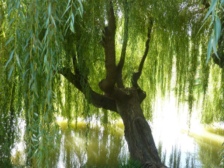 Върбата цери кела от басейните (рецепти) - Здравница